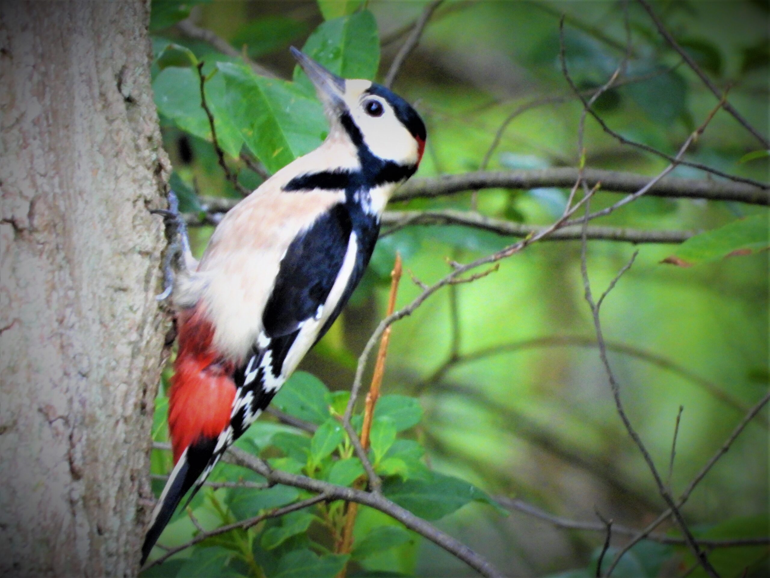 Grote bonte specht | Leefwijze | Voedsel | Natuur-fotos