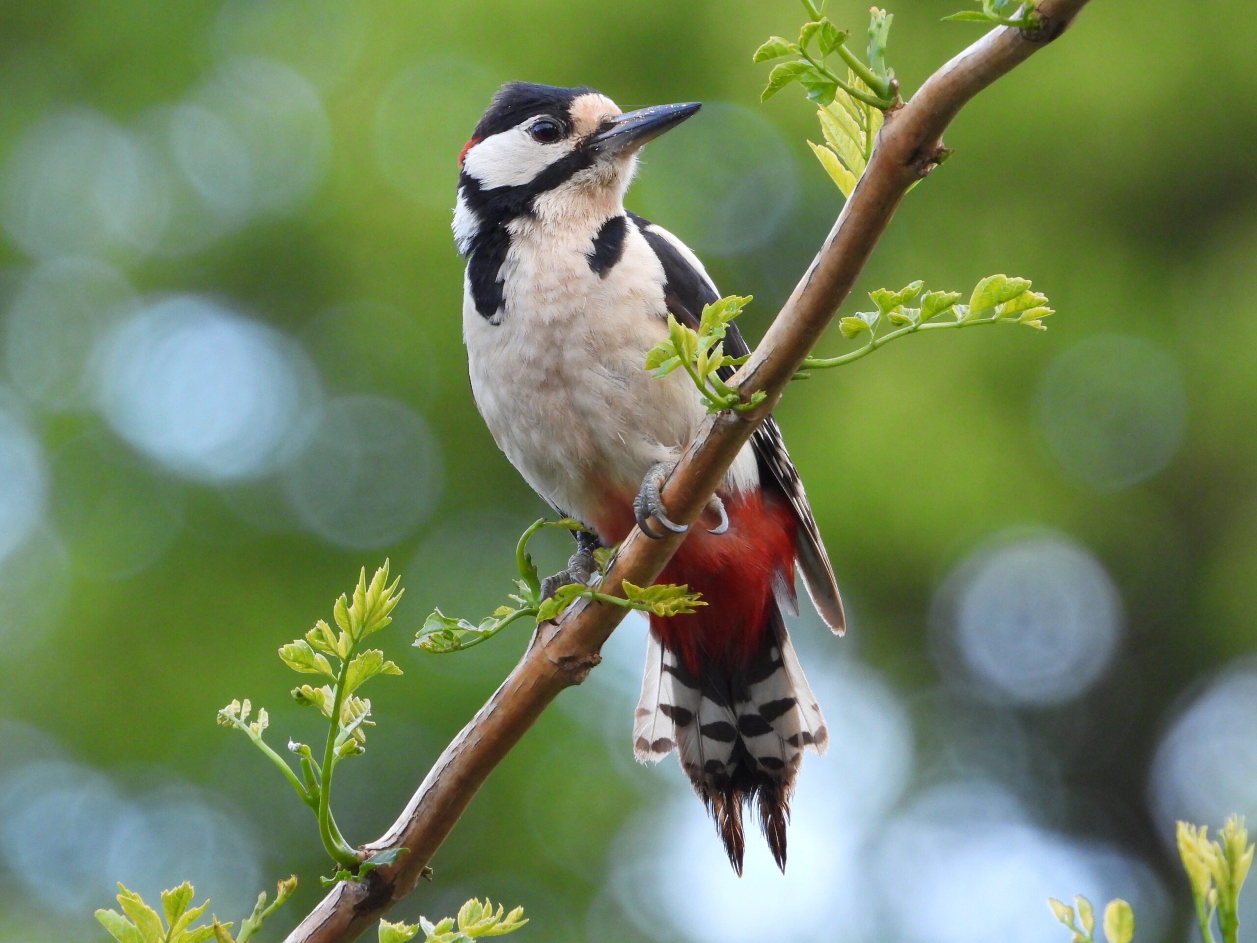 Grote bonte specht | Leefwijze | Voedsel | Natuur-fotos