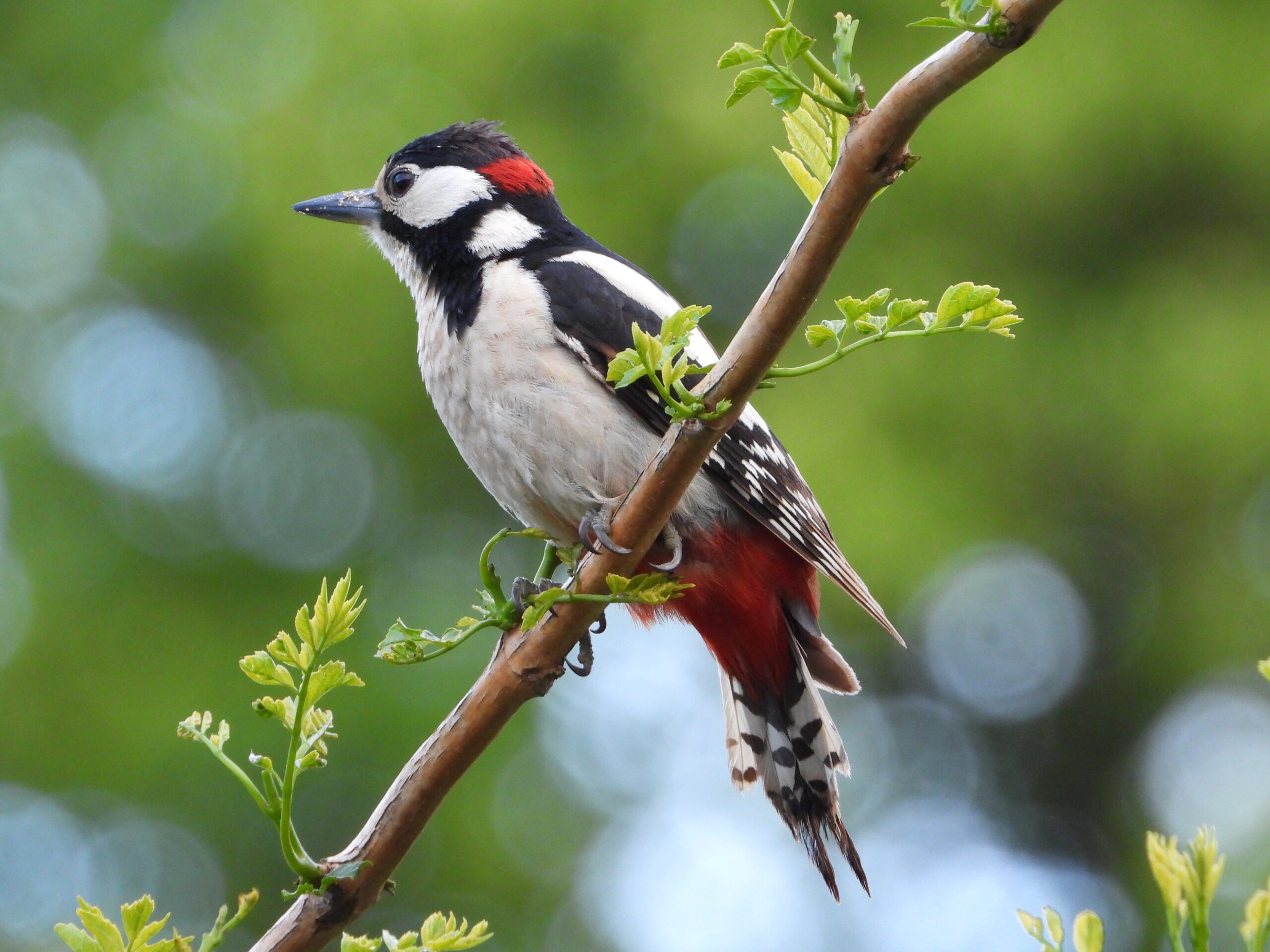 Grote bonte specht | Leefwijze | Voedsel | Natuur-fotos