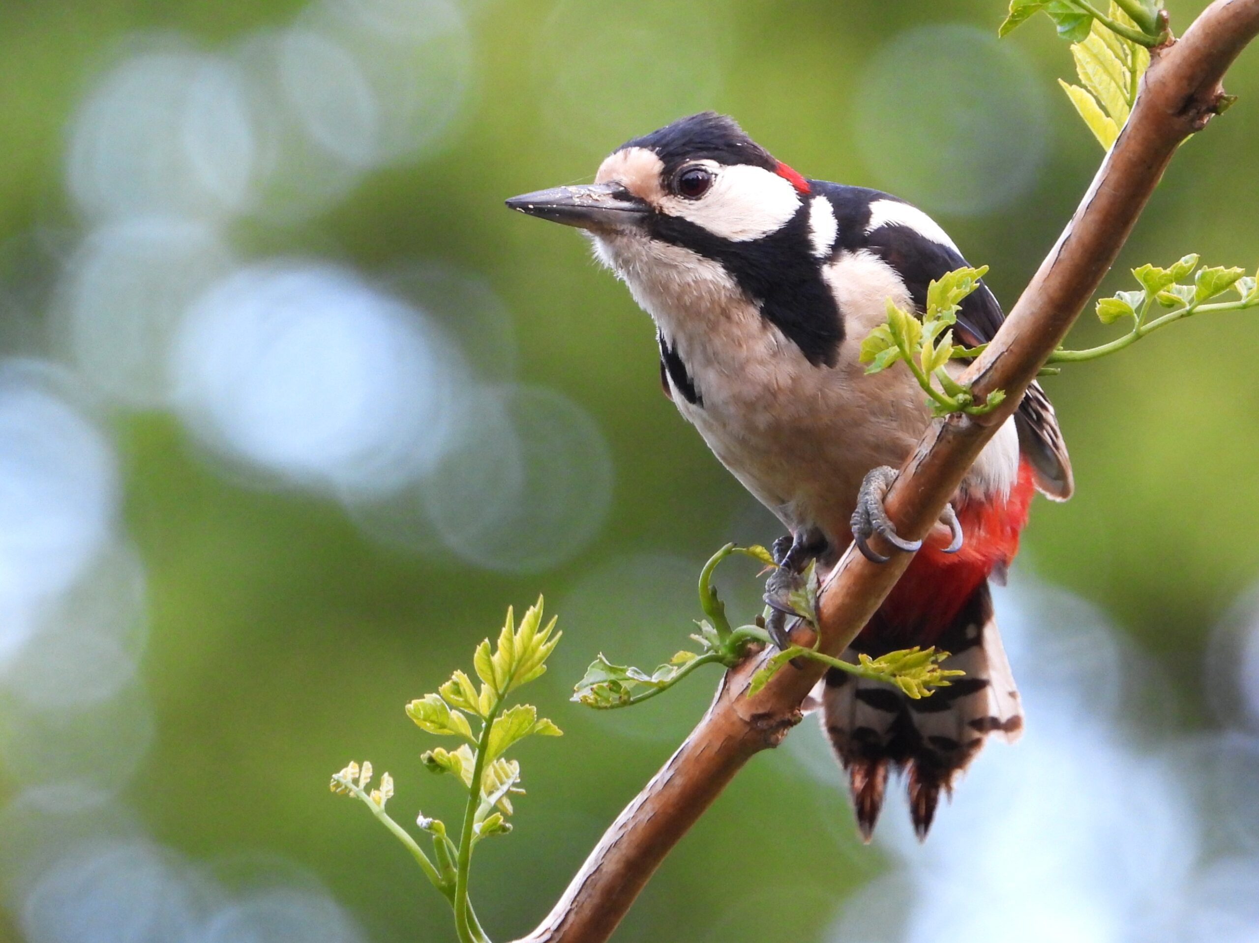 Grote bonte specht | Leefwijze | Voedsel | Natuur-fotos